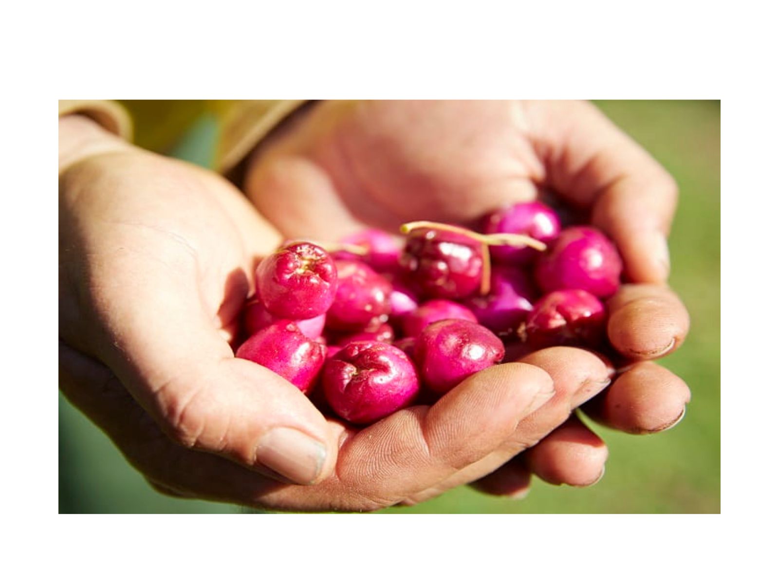 What's On - Destination Kiama